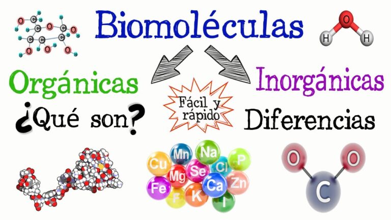 Componentes orgánicos e inorgánicos de la célula - Mi Tienduca