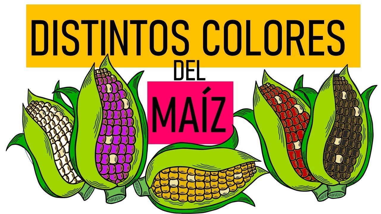 Los múltiples colores del maíz: ¿por qué? - Mi Tienduca