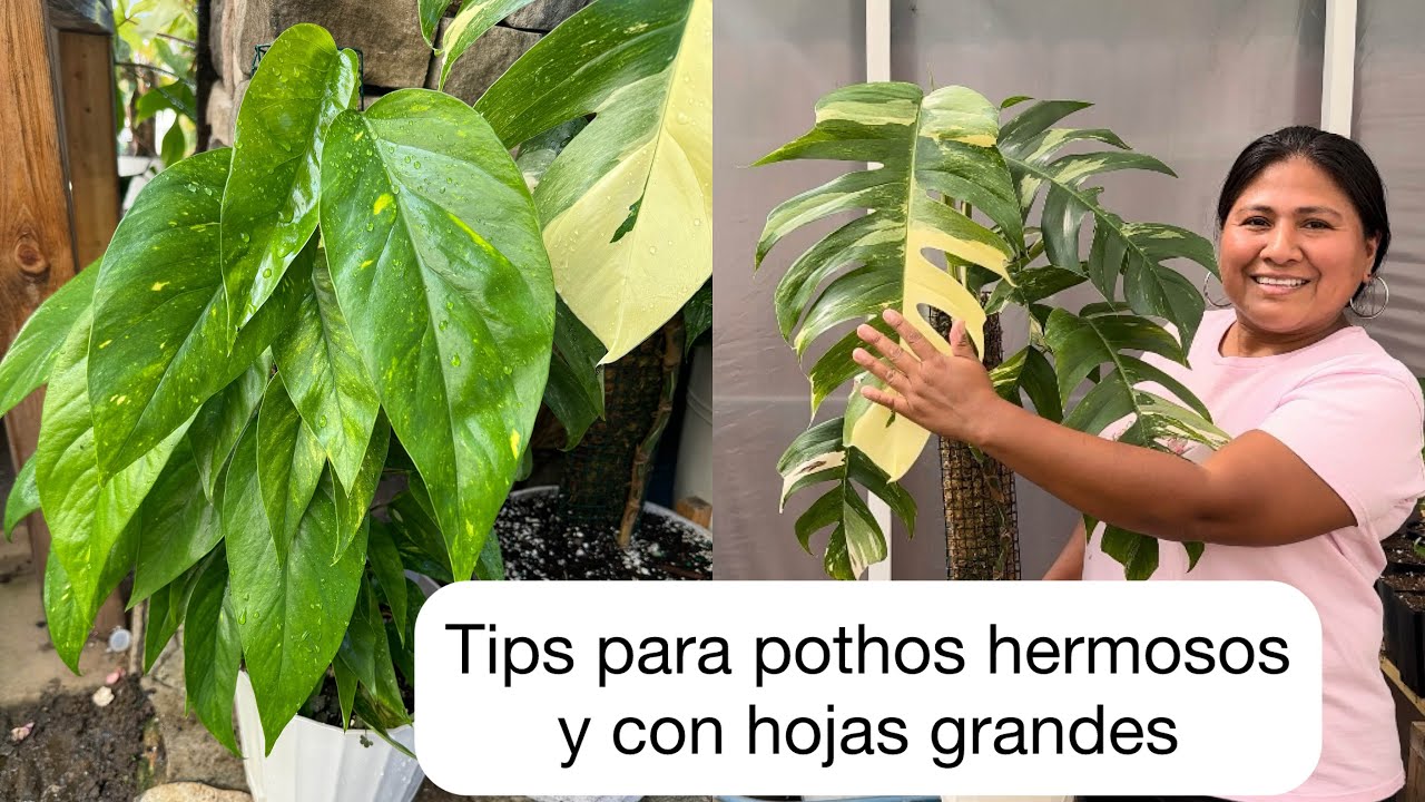 Plantas de sombra con hojas grandes: ¡ideales para tu jardín! - Mi Tienduca