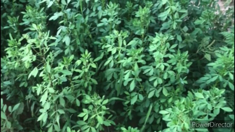 Usos medicinales del chipilín como planta - Mi Tienduca