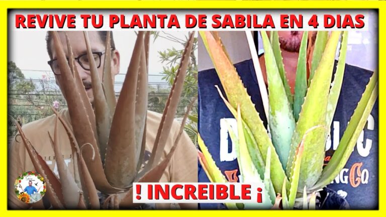 ¿Por qué la sábila cambia de color y se pone roja? - Mi Tienduca