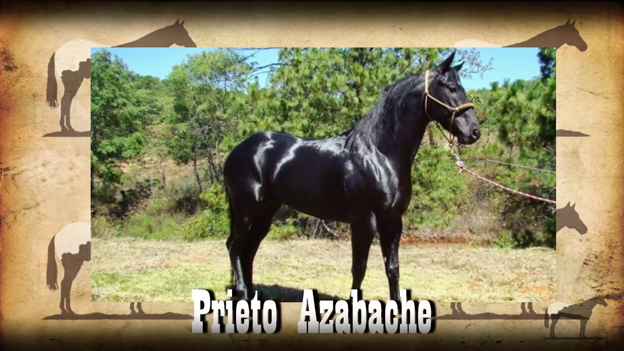Caballos por colores: ¡descubre sus nombres! - Mi Tienduca