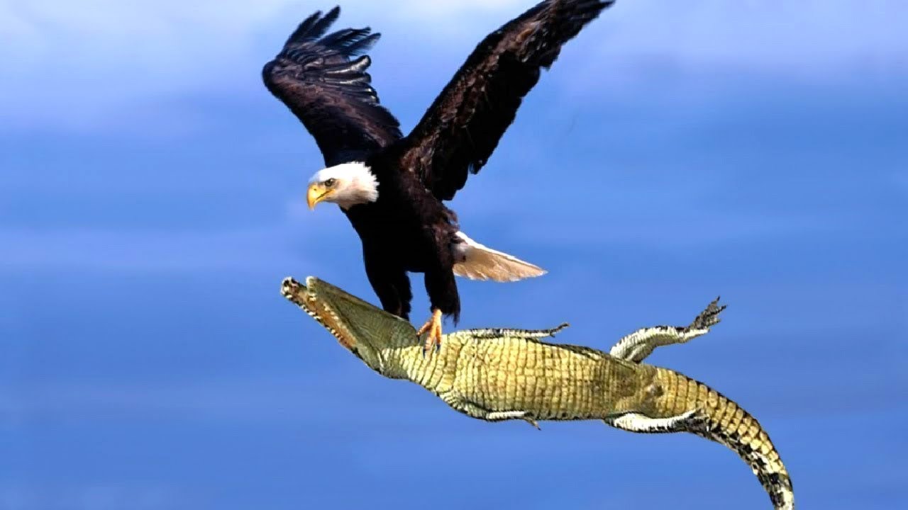 Curiosidades: ¿Qué animal se come al águila? - Mi Tienduca