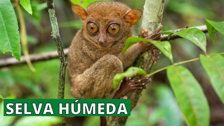 Flora y fauna en la selva húmeda de México - Mi Tienduca