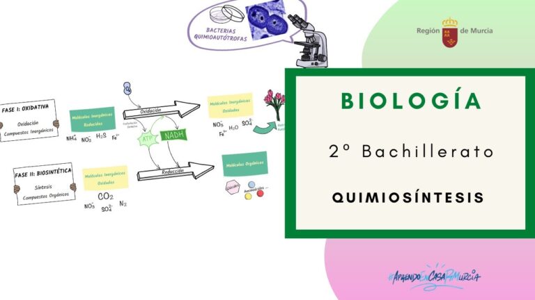 Quimiosíntesis en biología: Entendiendo su importancia - Mi Tienduca