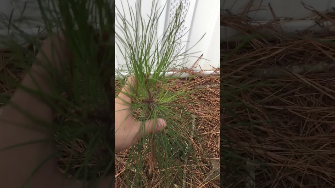 Tiempo de crecimiento de un pino: ¿cuánto es? - Mi Tienduca