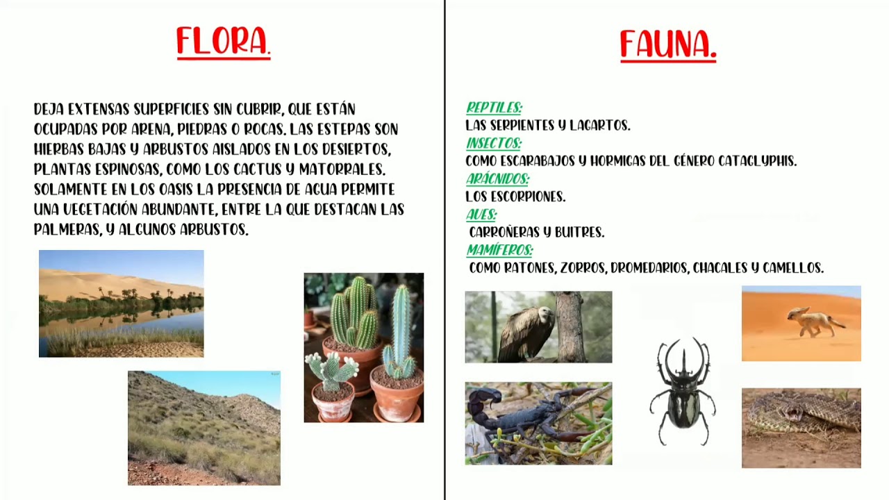 ¿Dónde se encuentra la estepa en México? - Mi Tienduca