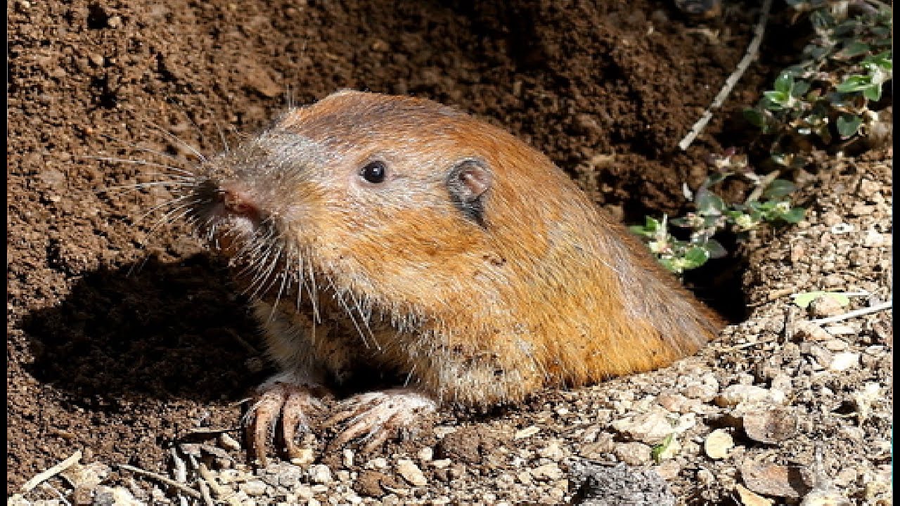 ¿Qué come la tuza? ¡Descúbrelo aquí! - Mi Tienduca